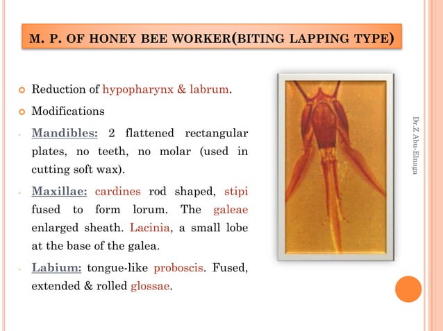 Insect morphology | PPT