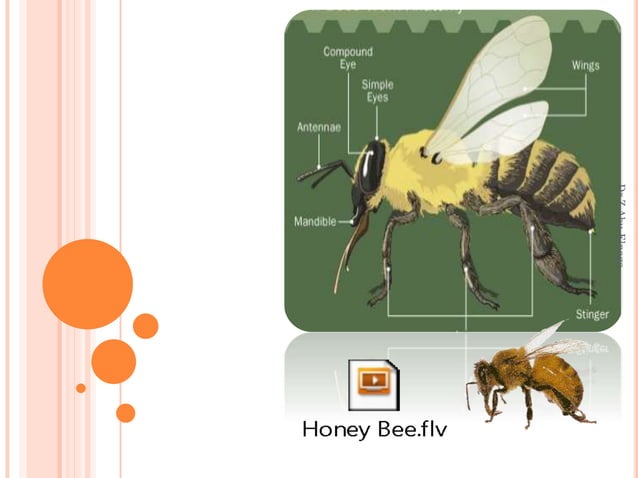 Insect morphology | PPT
