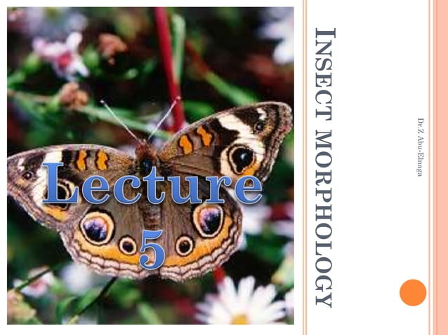 Insect morphology | PPT