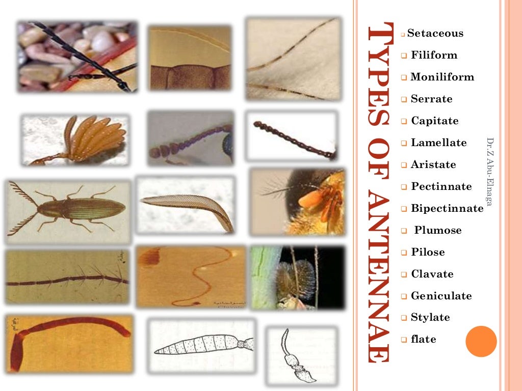 Insect morphology
