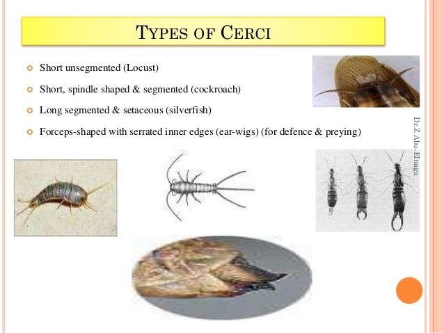 Insect morphology