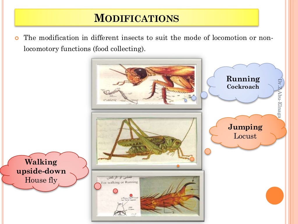 Insect morphology