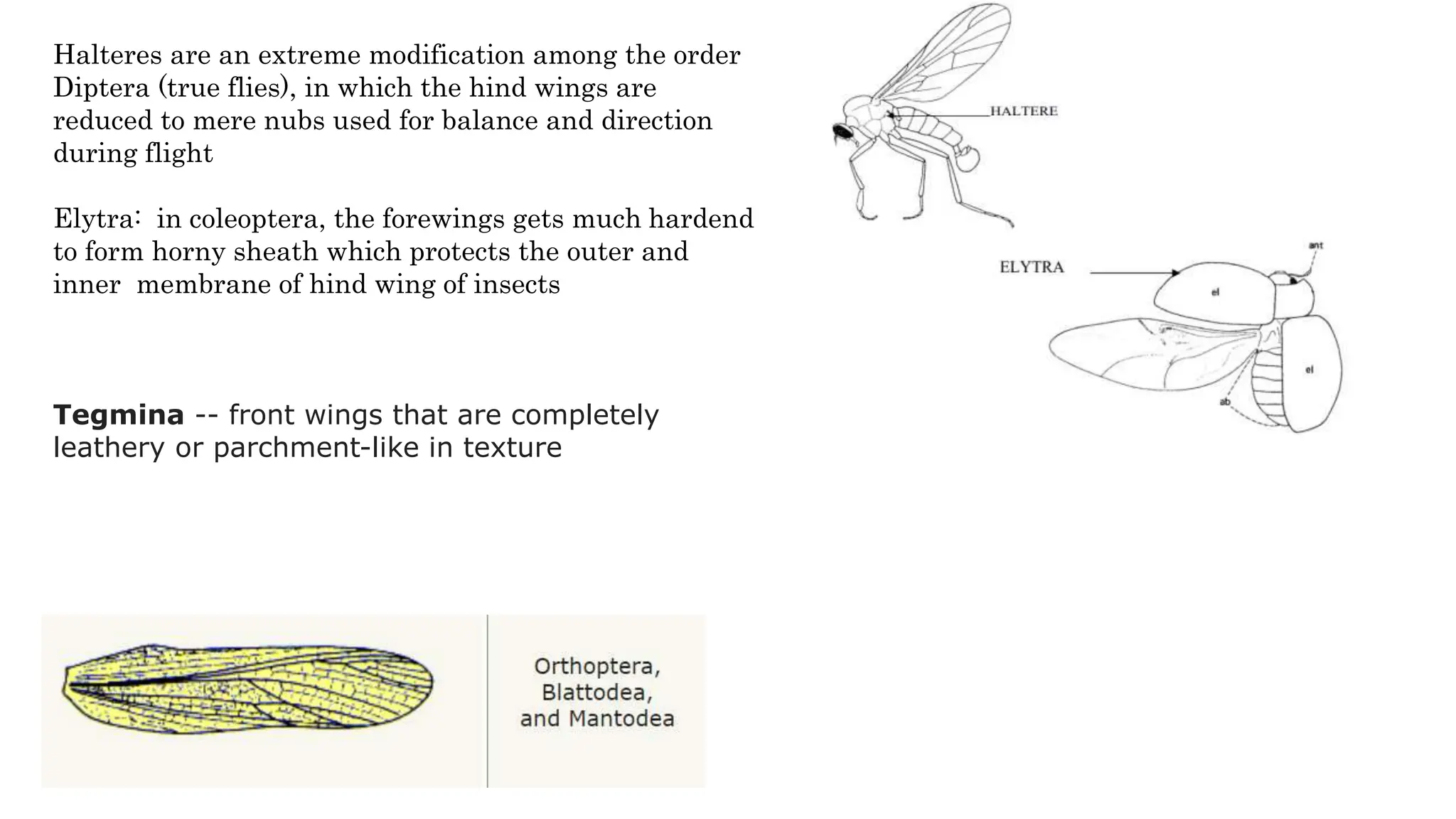 Insect Morphology lecture power point presentation | PPT