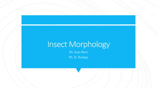 Insect Morphology lecture power point presentation | PPT