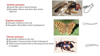 Insect Morphology lecture power point presentation | PPT