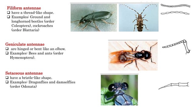 Insect Morphology lecture power point presentation | PPT