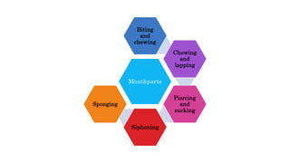 Insect Morphology lecture power point presentation | PPT