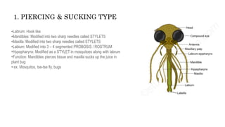 Insect Morphology lecture power point presentation | PPT