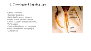 Insect Morphology lecture power point presentation | PPT