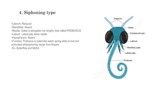 Insect Morphology lecture power point presentation | PPT