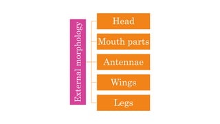 Insect Morphology lecture power point presentation | PPT