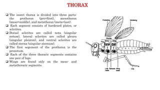 Insect Morphology lecture power point presentation | PPT