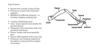 Insect Morphology lecture power point presentation | PPT