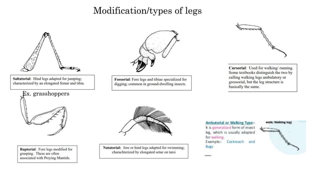 Insect Morphology lecture power point presentation | PPT