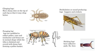 Insect Morphology lecture power point presentation | PPT