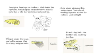 Insect Morphology lecture power point presentation | PPT