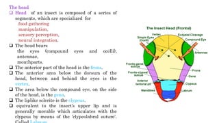 Insect Morphology lecture power point presentation | PPT