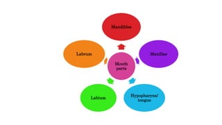 Insect Morphology lecture power point presentation | PPTX