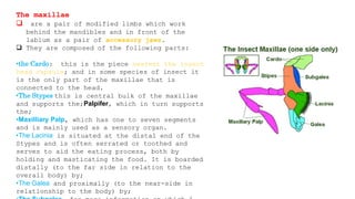 Insect Morphology lecture power point presentation | PPT