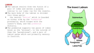 Insect Morphology lecture power point presentation | PPT