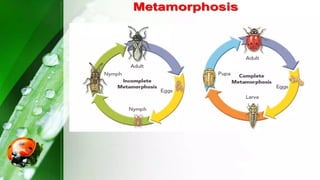 Description insect metamorphosis in details.pptx