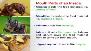 Description insect metamorphosis in details.pptx