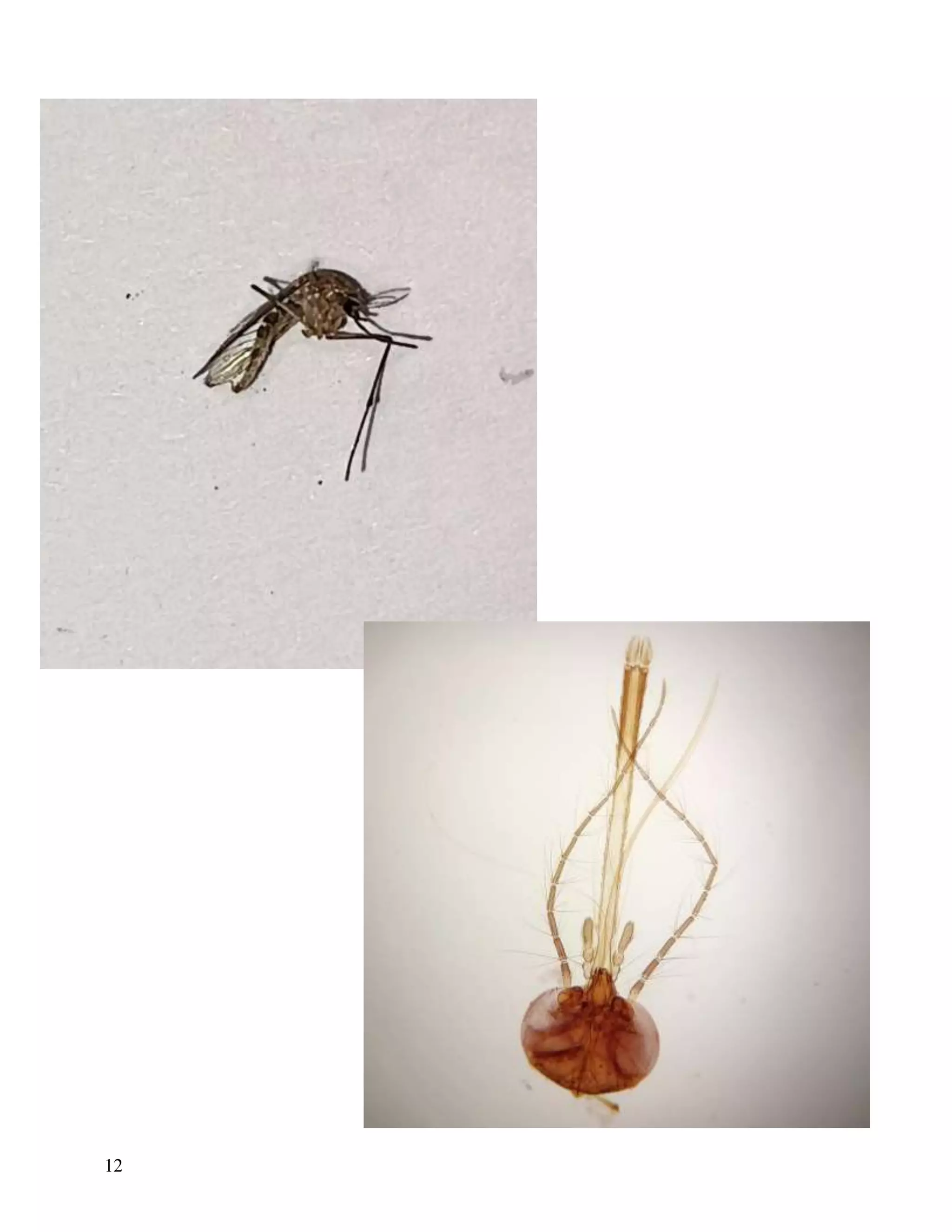 Insect mouthparts .docx