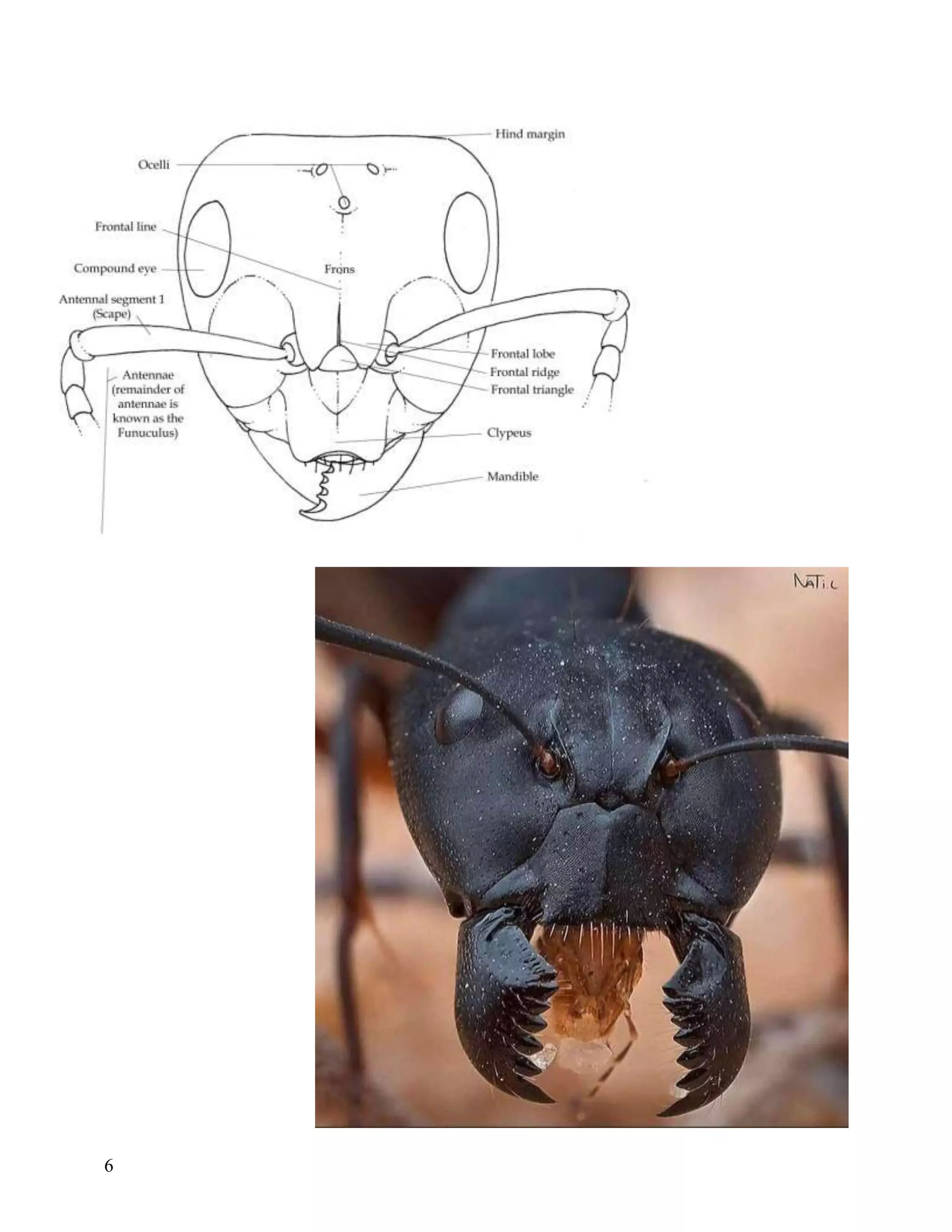 Insect mouthparts .docx