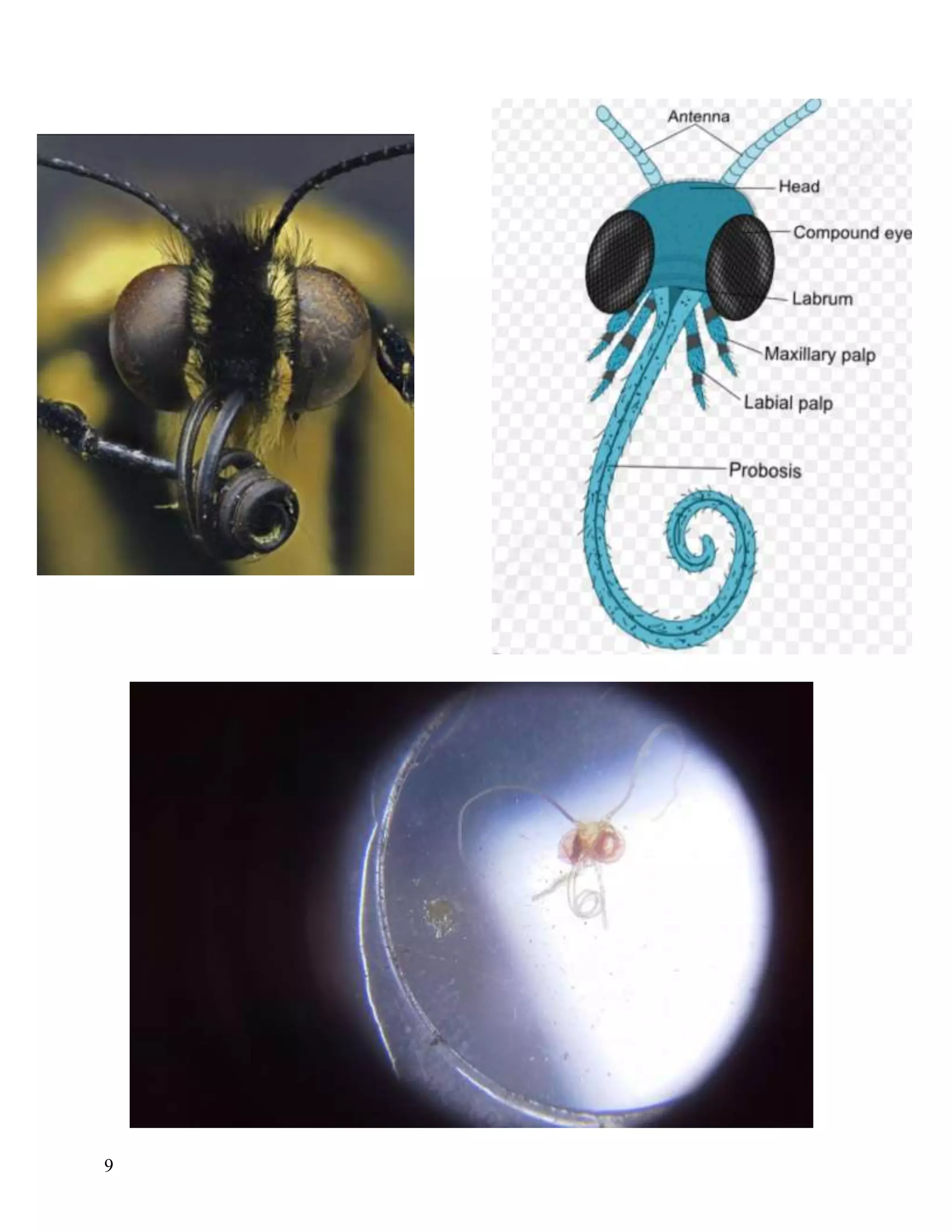 Insect mouthparts .docx