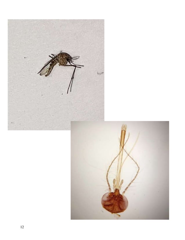 Insect mouthparts .docx