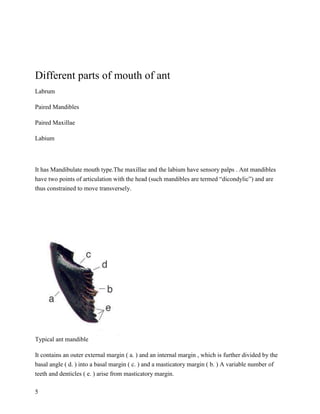 Insect mouthparts .docx