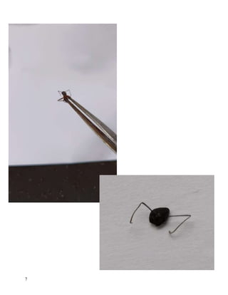 Insect mouthparts .docx