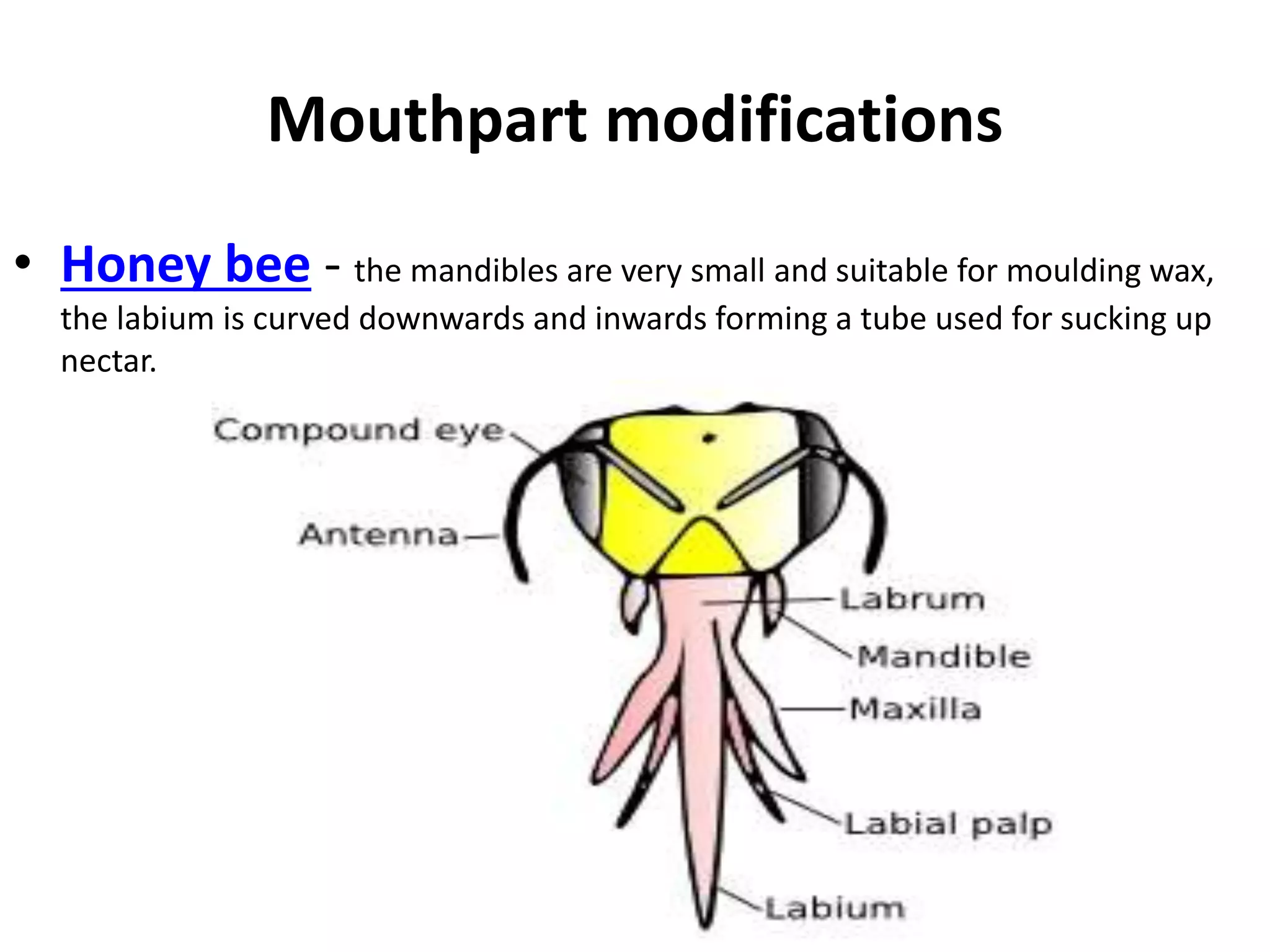 insect mouth parts.pptx