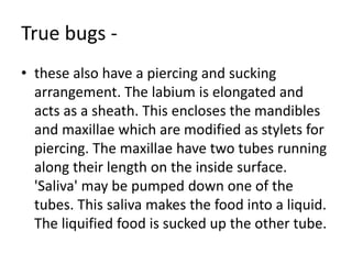 insect mouth parts.pptx