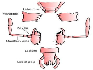 insect mouth parts.pptx