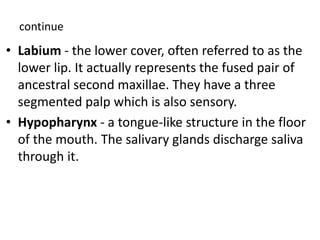 insect mouth parts.pptx