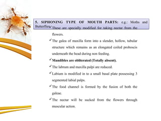 *"Insect Mouthparts: Adaptations for Feeding"*pptx | PPT