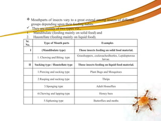 *"Insect Mouthparts: Adaptations for Feeding"*pptx | PPT