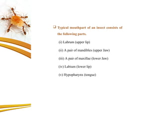 *"Insect Mouthparts: Adaptations for Feeding"*pptx | PPTX