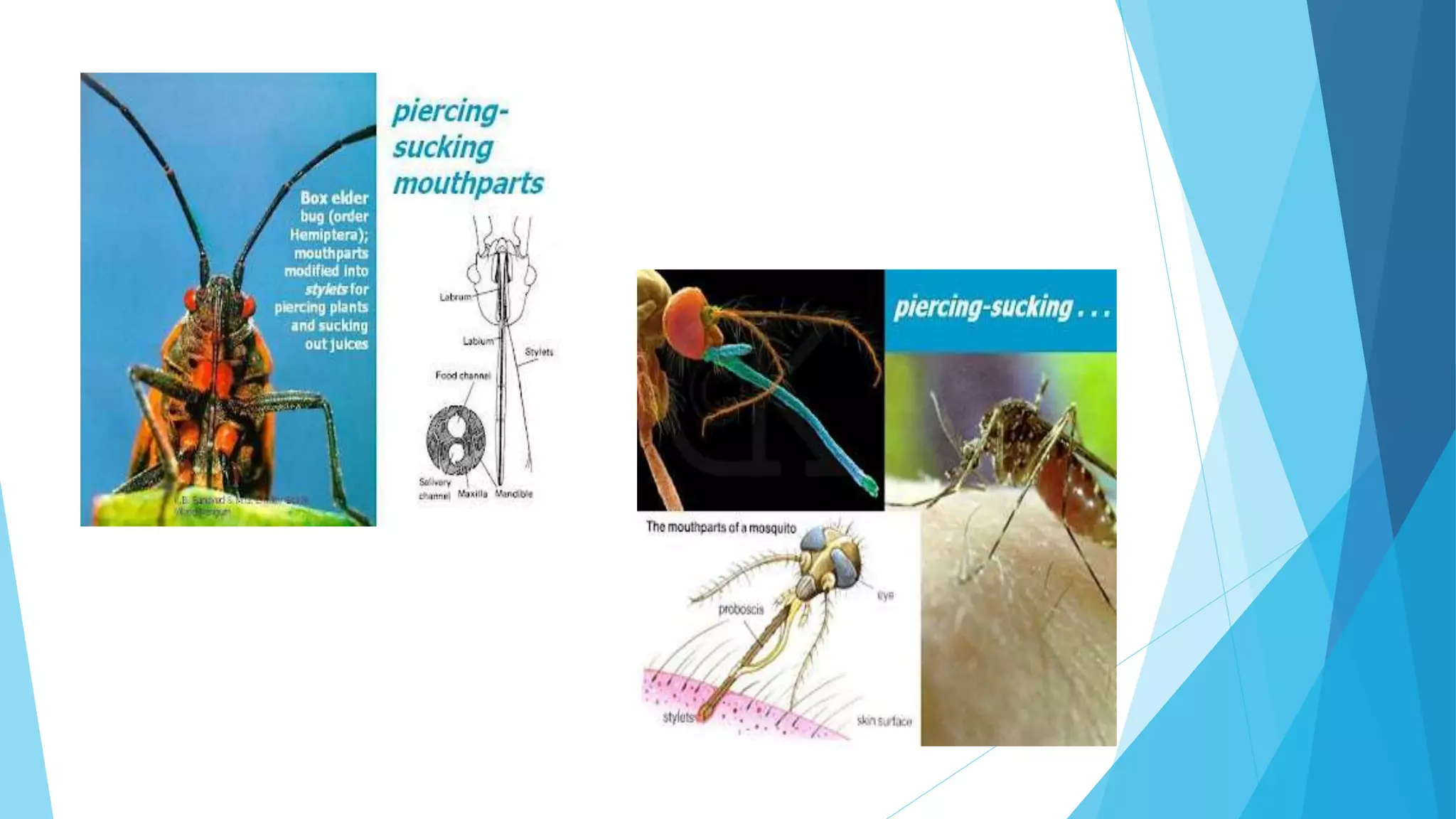 INSECT MOUTH PARTS AND THEIR MODIFICATION.pptx
