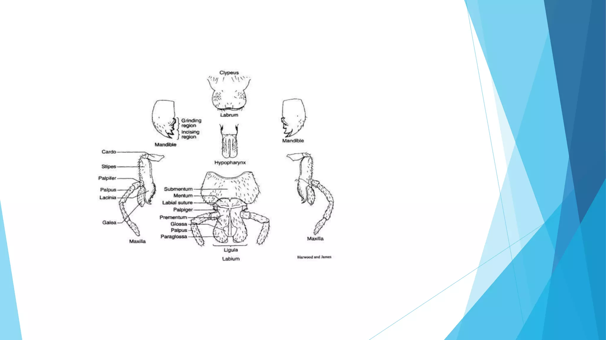 INSECT MOUTH PARTS AND THEIR MODIFICATION.pptx