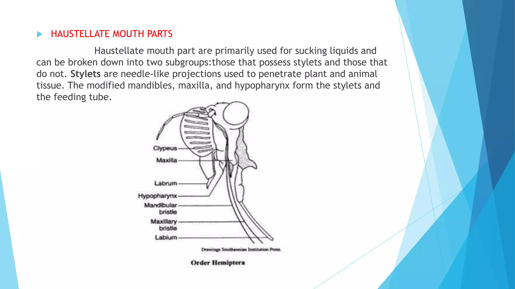 INSECT MOUTH PARTS AND THEIR MODIFICATION.pptx