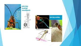 INSECT MOUTH PARTS AND THEIR MODIFICATION.pptx