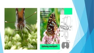 INSECT MOUTH PARTS AND THEIR MODIFICATION.pptx