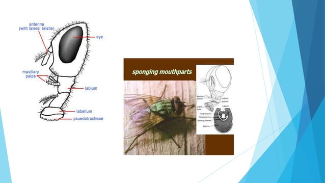 INSECT MOUTH PARTS AND THEIR MODIFICATION.pptx