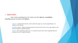 INSECT MOUTH PARTS AND THEIR MODIFICATION.pptx