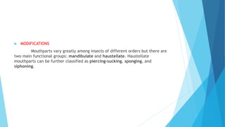 INSECT MOUTH PARTS AND THEIR MODIFICATION.pptx