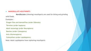 INSECT MOUTH PARTS AND THEIR MODIFICATION.pptx