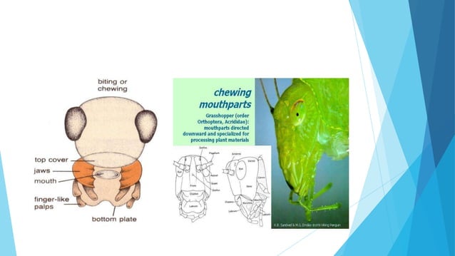 INSECT MOUTH PARTS AND THEIR MODIFICATION.pptx