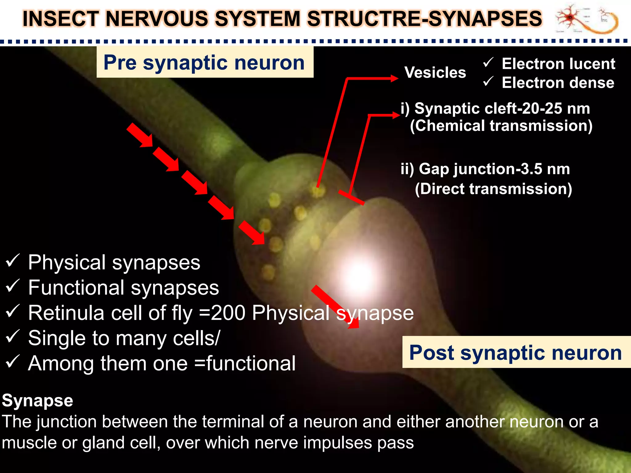 Insect nervious system and impulse transmission_S.Srinivasnaik_RAD21-25.ppt